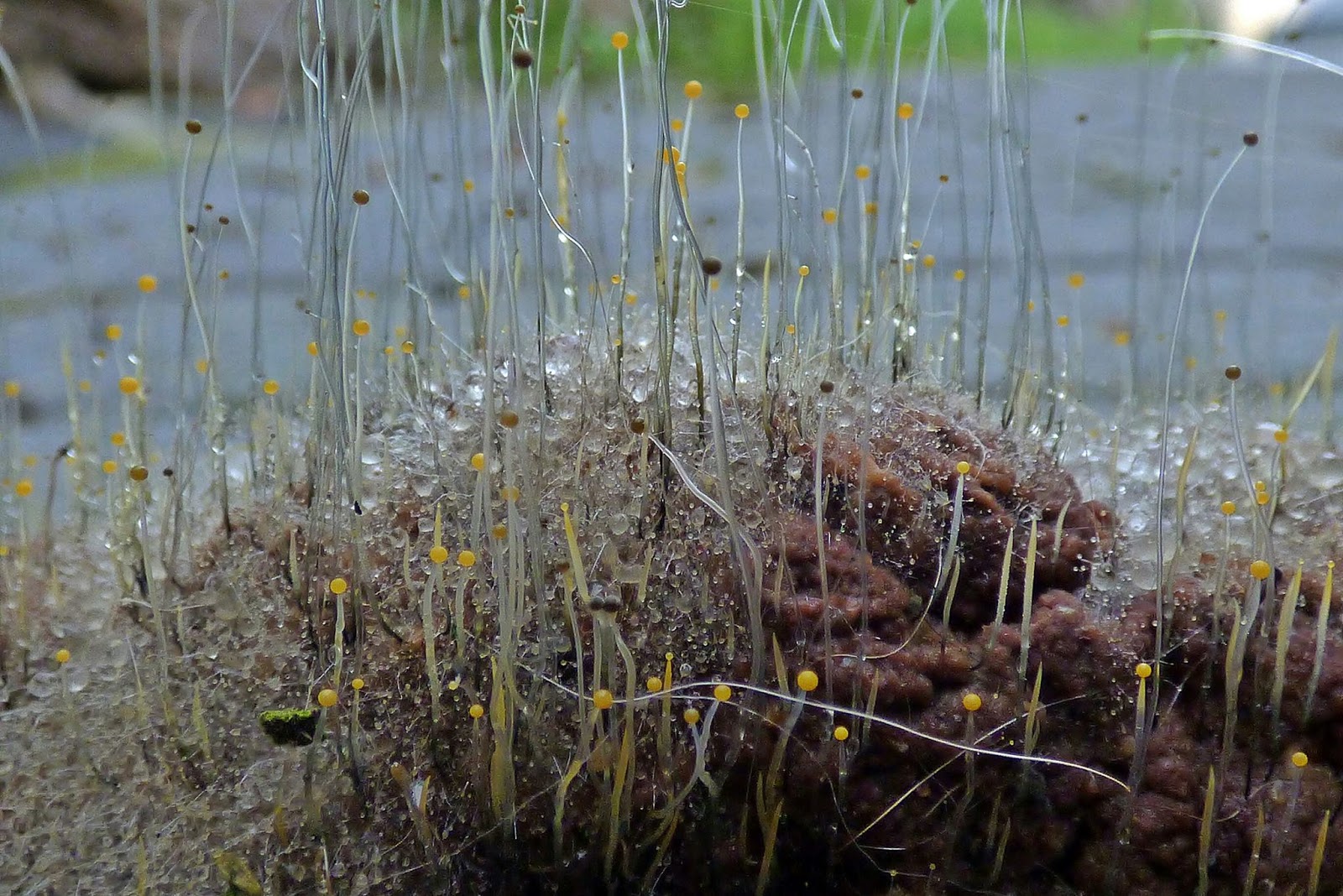 Setas y Hongos de Tineo : PHYCOMYCES NITENS (C. Agardh) Kunze