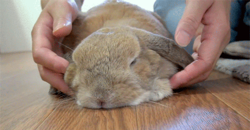 Amazing Animals: Bunny massage