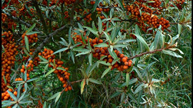 Dans la cuisine de Annie: La Cuisine de Dame Nature: Petits fruits ...