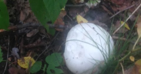 Food Under Foot: Recipe: Puffball Nuggets