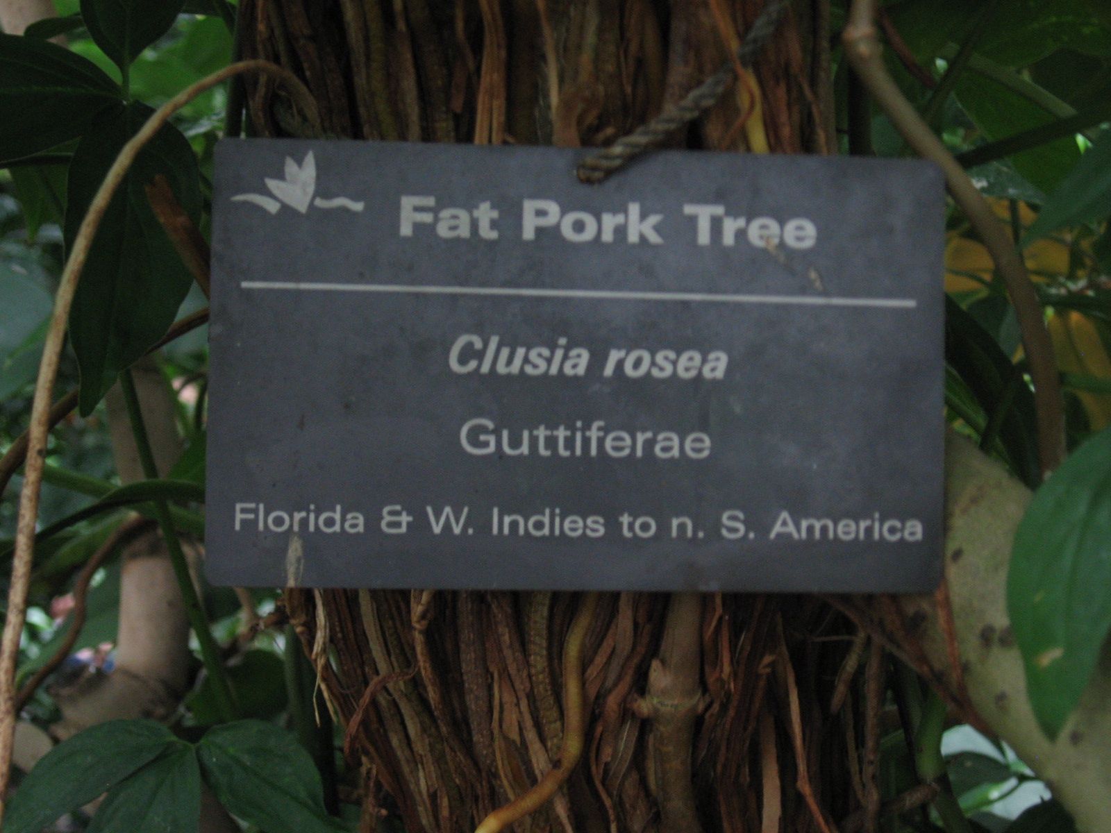 REPTIRE: Reptire Meets A Rubber Tree