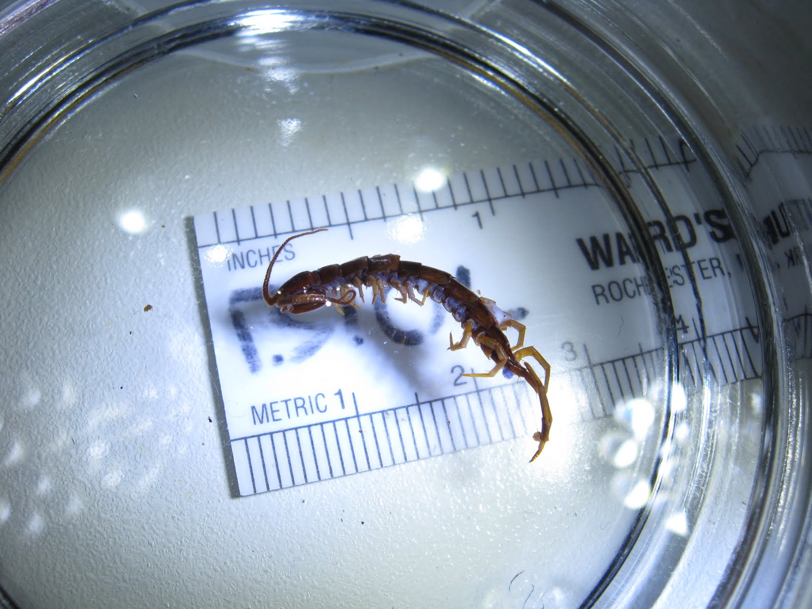 Centipede Under A Microscope