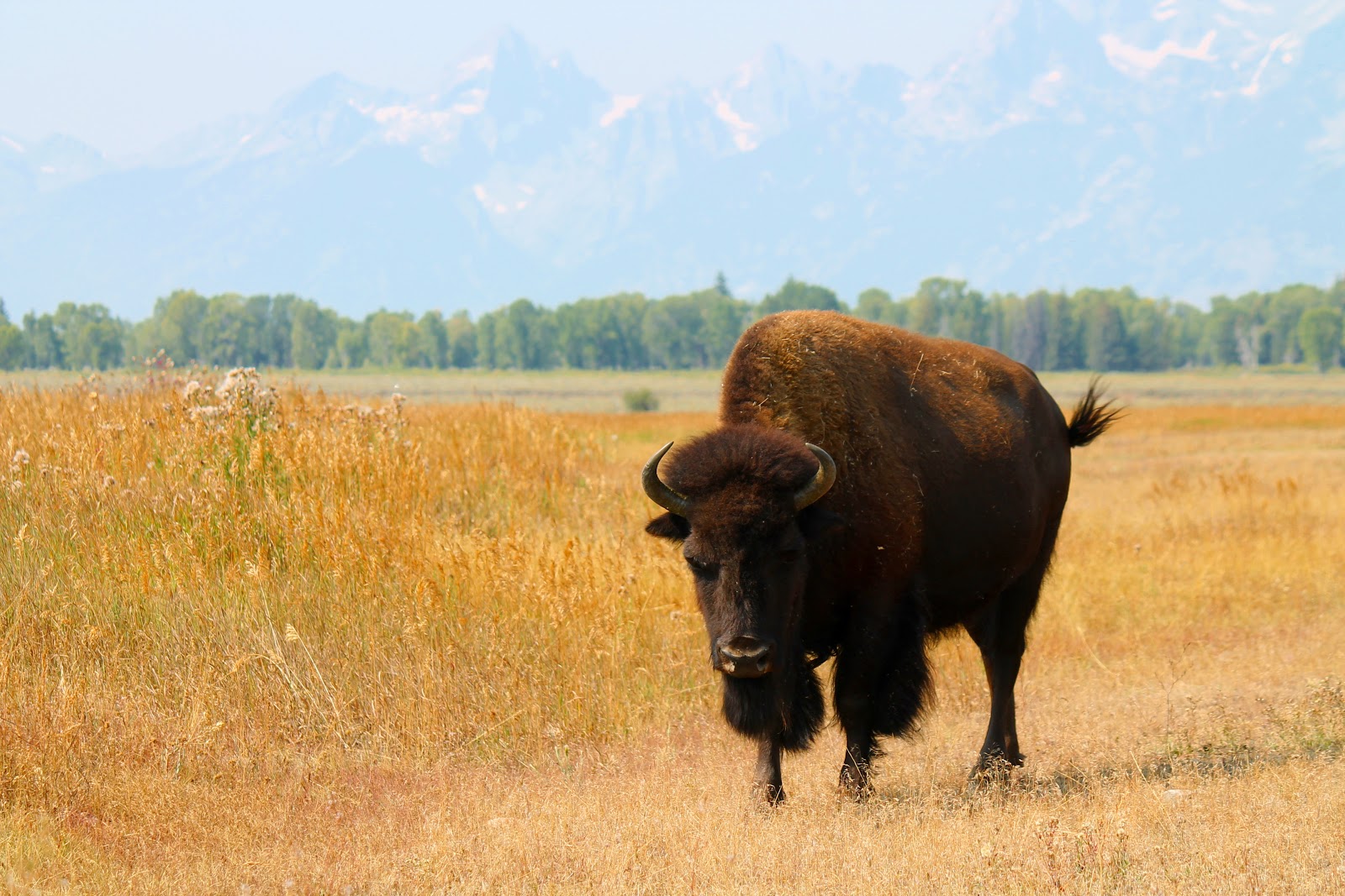 mitcheci photos: Wyoming: Bison on the way to Yellowstone