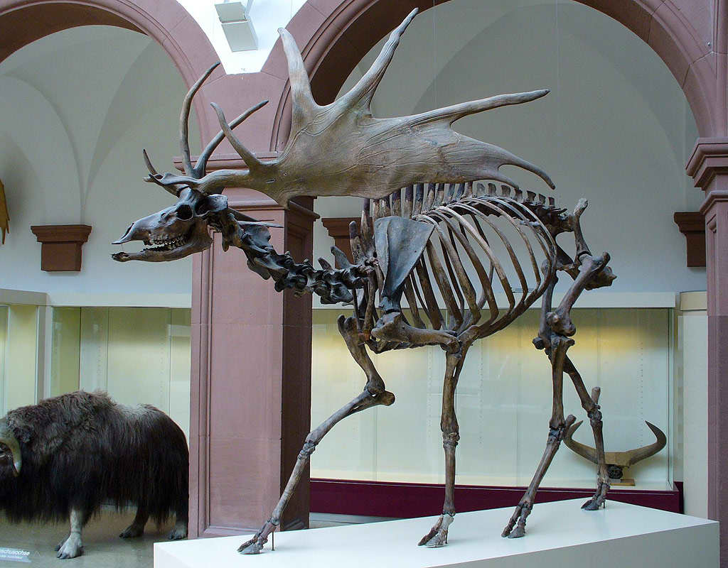 Escenarios prehistóricos: Megaloceros