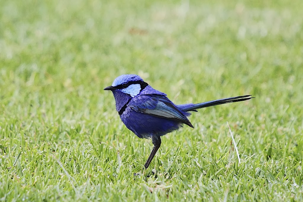 Jennifer Spry's Birding Blog: South-west Western Australia