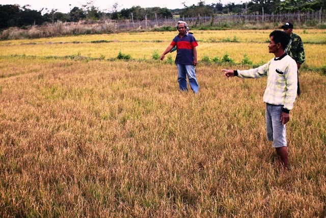 AGRICULTURE: Ekta-ektaryang bukirin sa Bulacan natutuyo