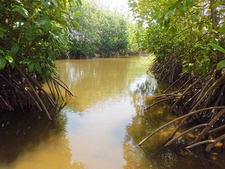Getting more Mangrove Ecosystem Baros Bantul