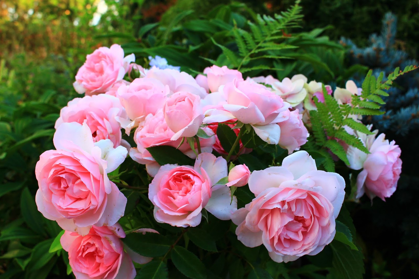 Roses du jardin Chêneland: Rosier "Roseraie du Chatelet"