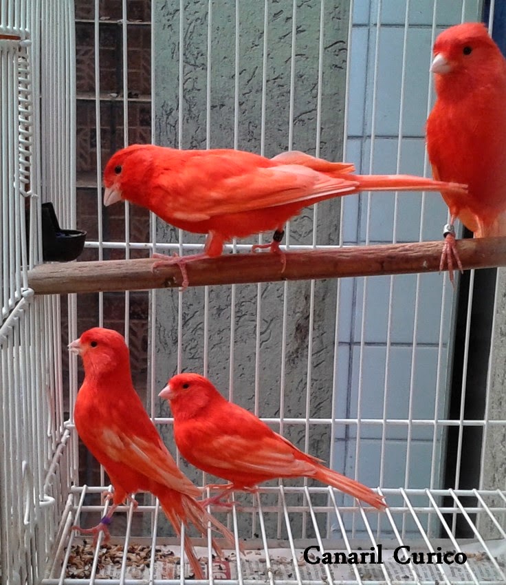 Canaril Curico - Canário de Cor: Canário Vermelho Intenso Macho - à Venda