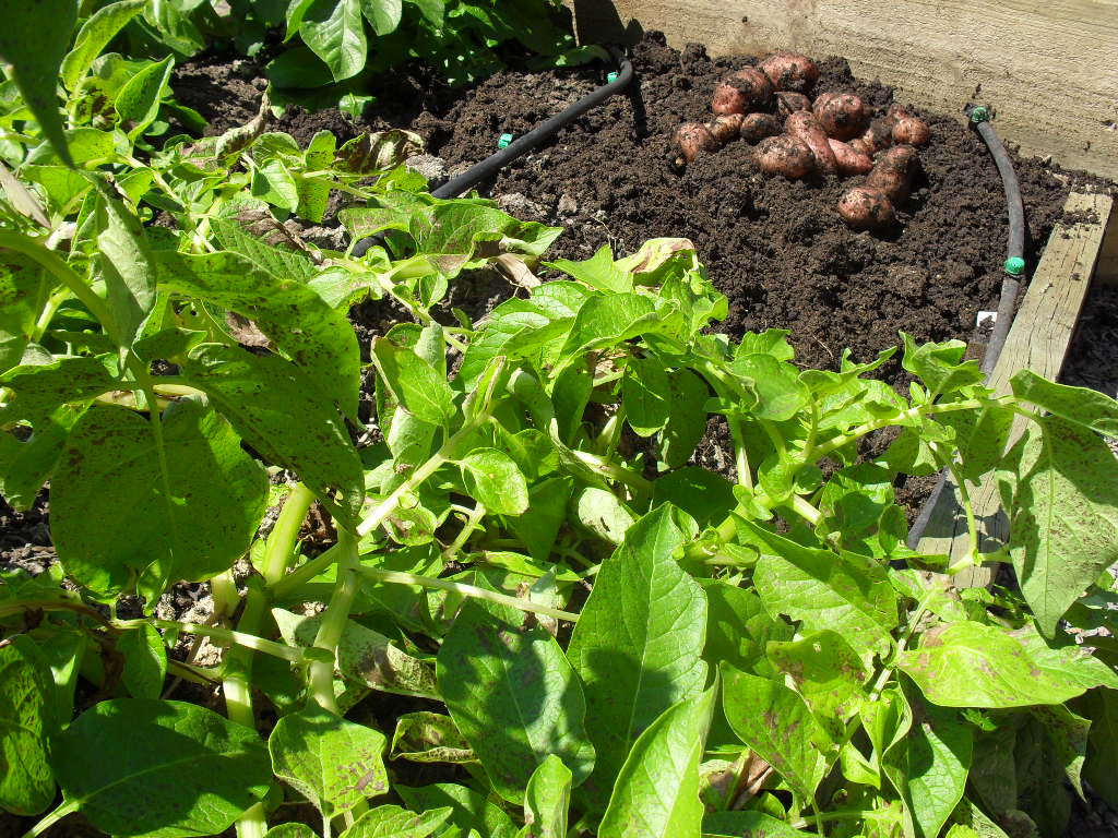 cardinal cyn: Unbelievable spuds made in heaven