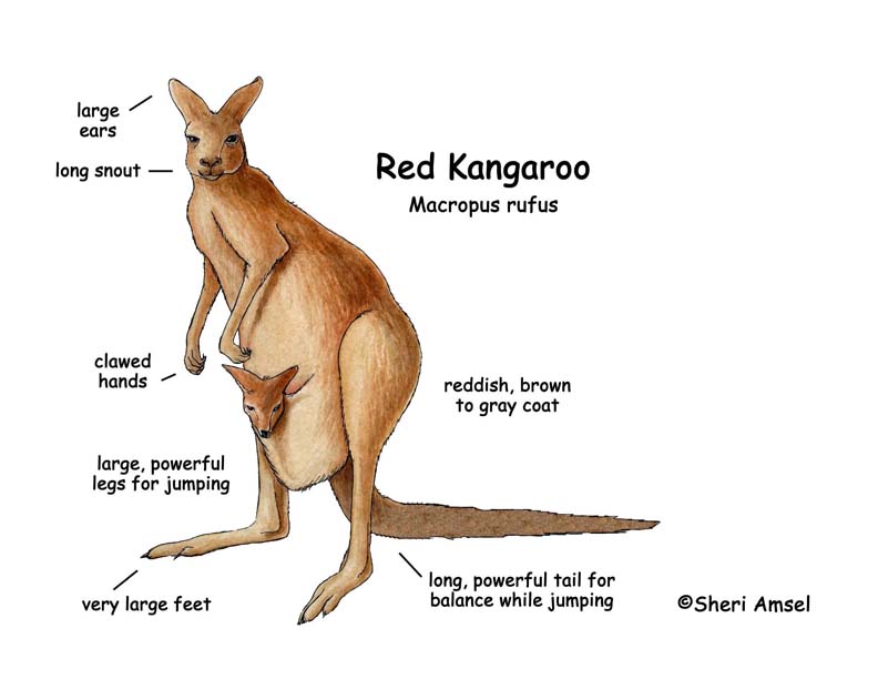 Canguro rojo (Macropus rufus)