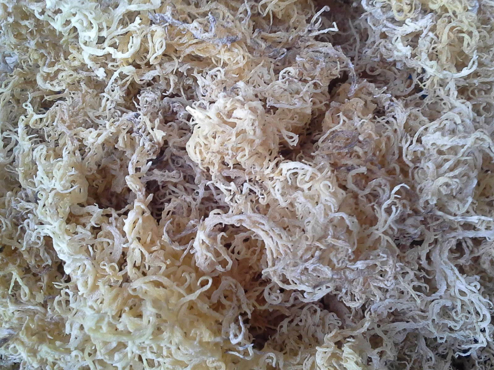 Rumput Laut Indonesia: Edible cottoni Rumput laut siap konsumsi ...