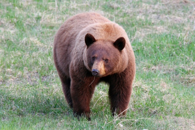 Tom Hince - Adventures with Birds & other stuff: YUKON - ROADSIDE CRITTERS