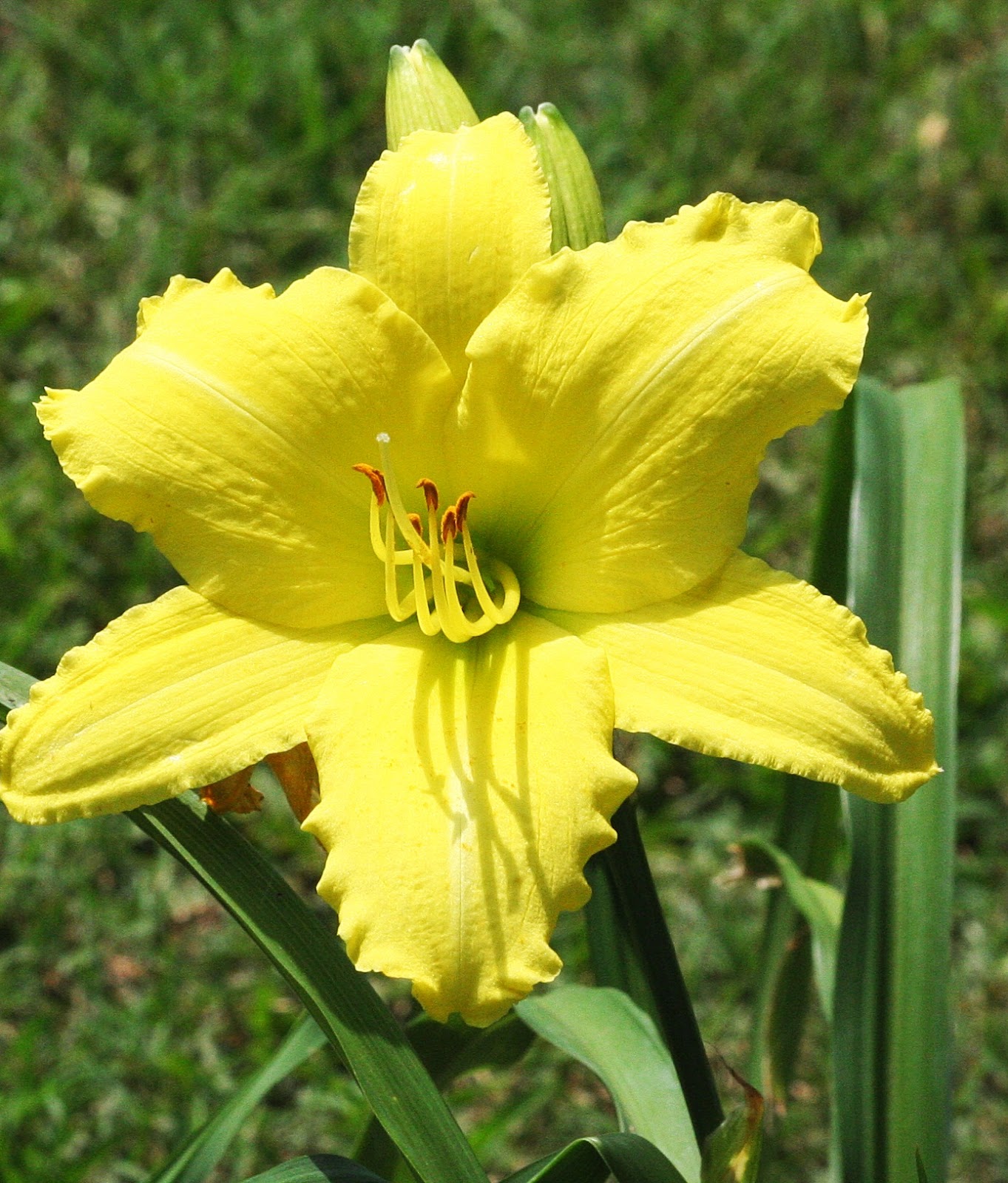 Types Of Yellow Daylilies at Phillip Danforth blog