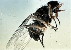 Cara Mengusir Lalat pada Ternak Sapi 2016 - CARA MENGUSIR LALAT