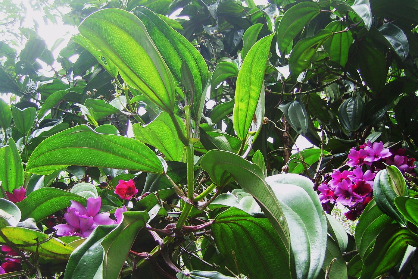 Plant Explorers: Meriania nobilis