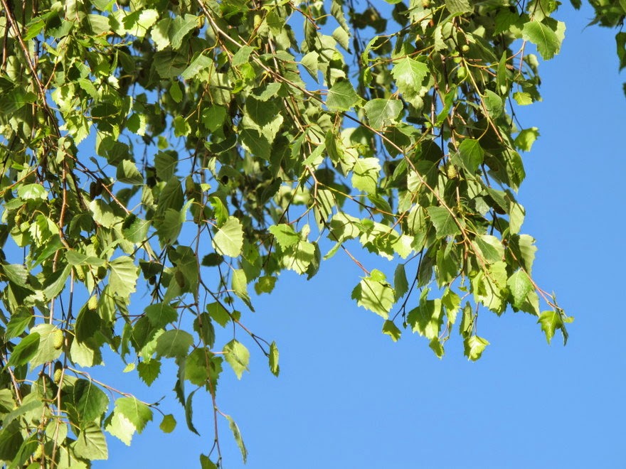 FLORA NEL SALENTO e.. anche altrove: Betula pendula Roth - Betulaceae ...