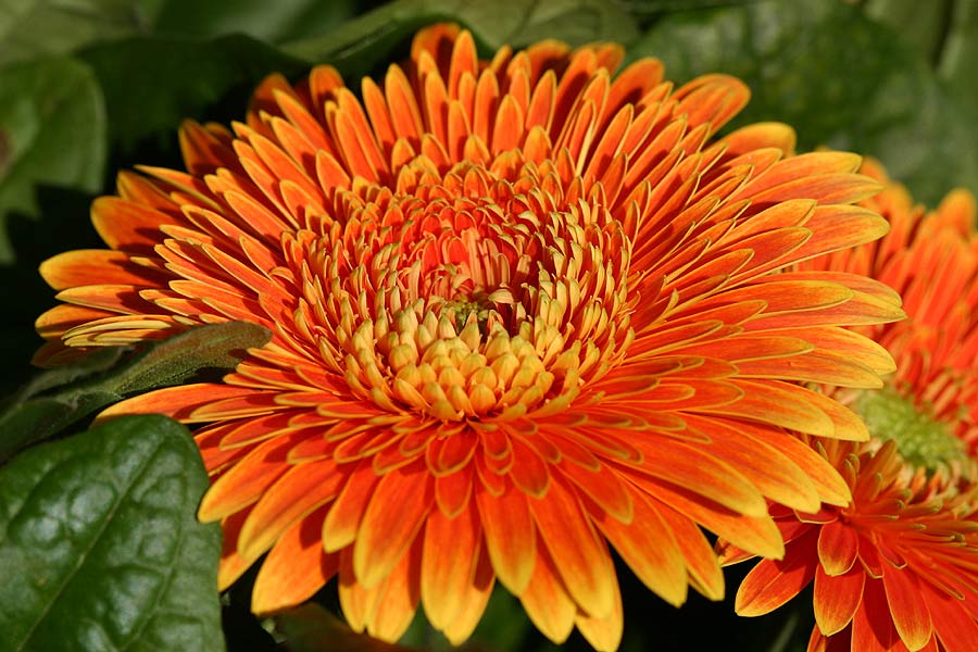 The beauty of flowers: Gerbera flower.