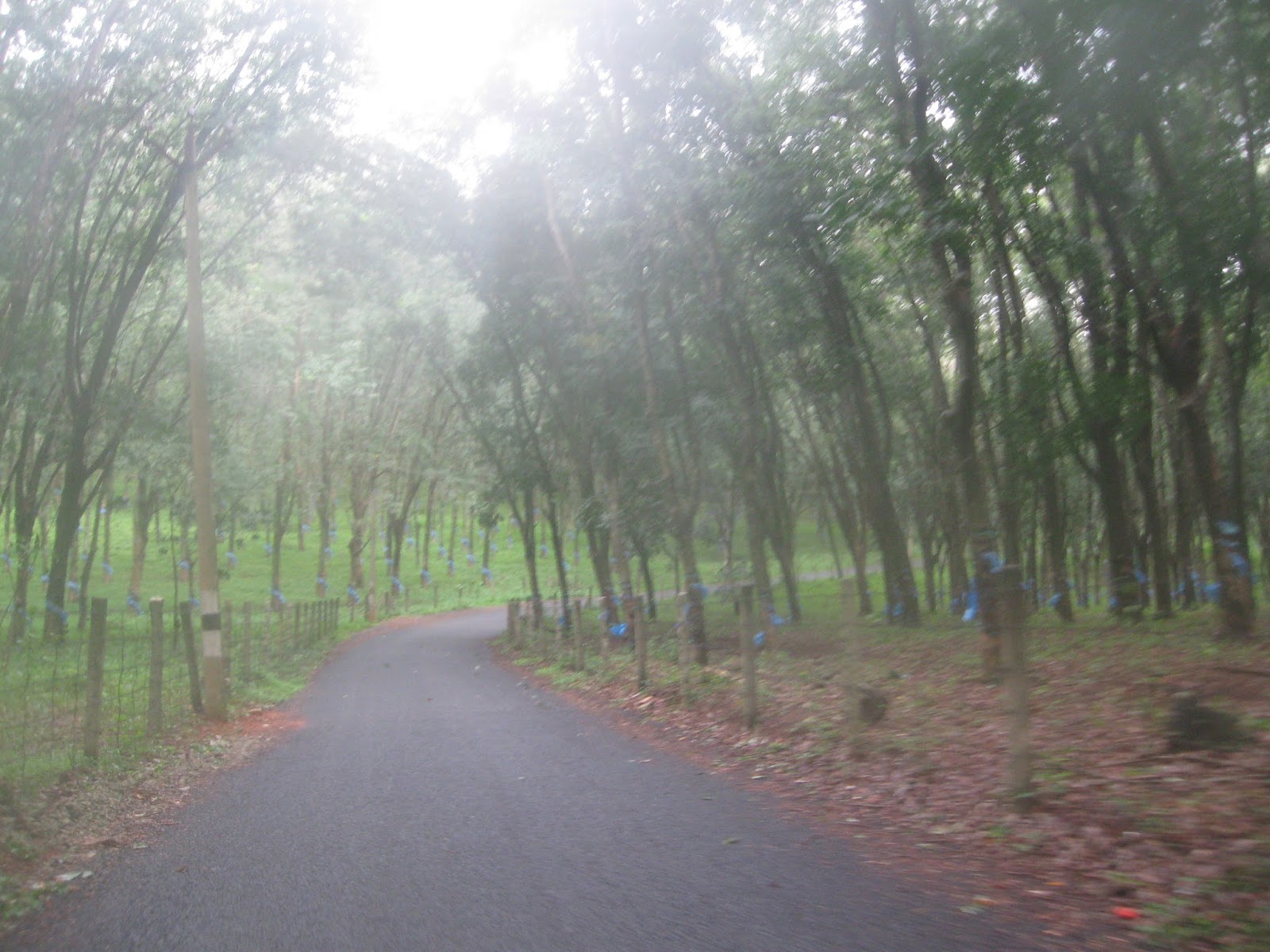 CHITTAR DAMS AND THRIPPARAPPU WATERFALLS ~ SLOW DOWN IN KERALA