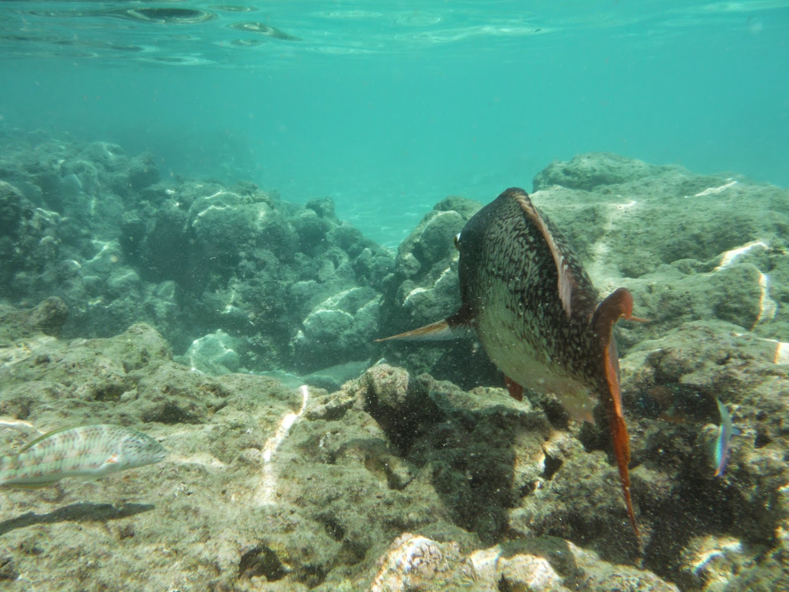 Hiking and Snorkeling on Oahu: Kuilima Cove: Best Snorkeling for Kids