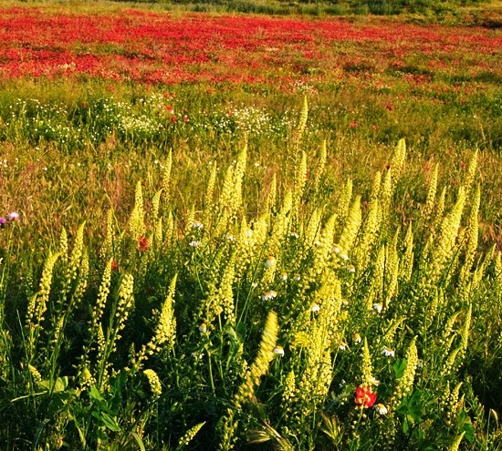 Ensalada de palabras: GUALDO/A