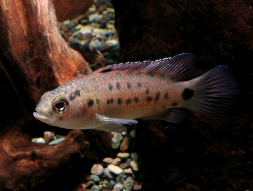 Le Badis assamensis (Badis assamensis)