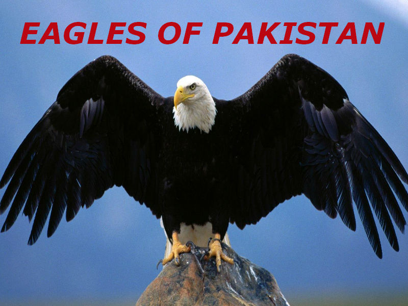 Spreebird wildlife: EAGLES OF PAKISTAN