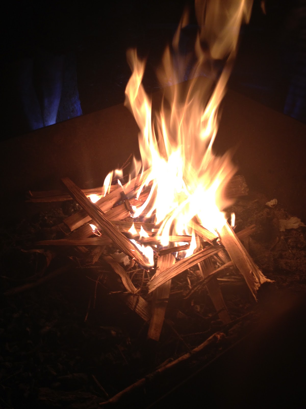 Have You Ever Picked A Carrot?: Wild Maine Blueberries: The King of Fruits
