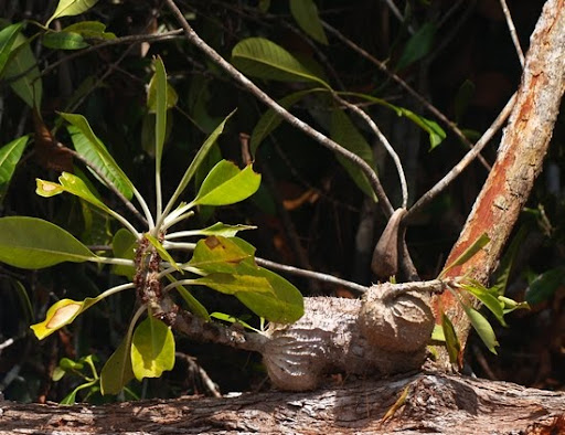 Hort Log: Myrmecodia tuberosa