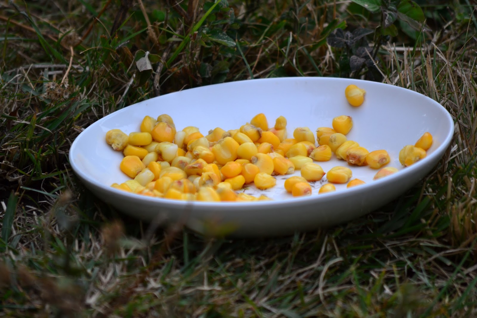 Iinkobe (Maize Kernels)