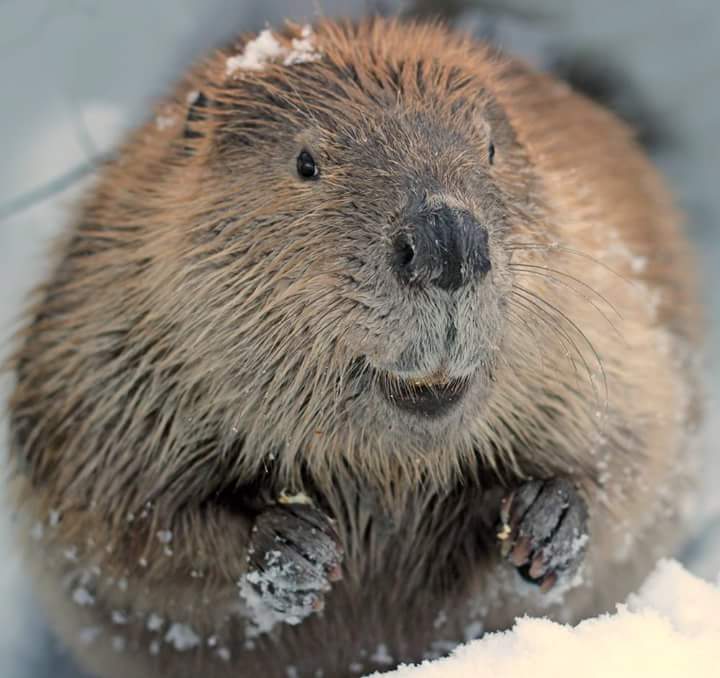 Animals and Kids World: Fur Are MEANT For The Animals..BAN BEAVER FUR TRADE