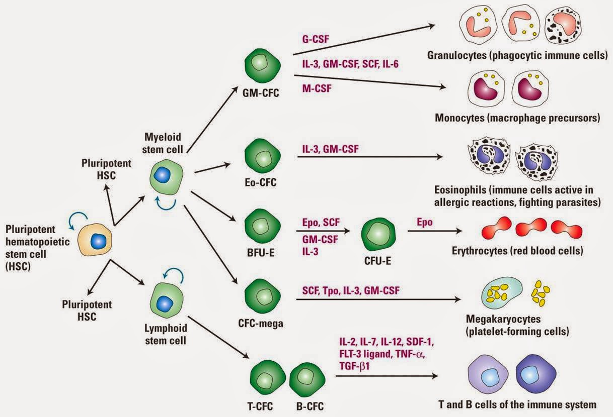 Blog de Fisiología Médica de Noemí Aidé López Castro: Hematopoyesis y ...