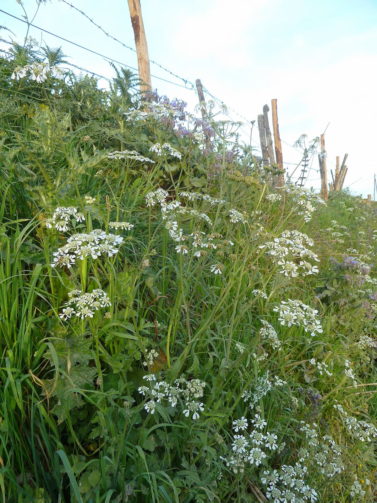 Erbe dei Campi: Pimpinella romana (Famiglia Apiaceae)