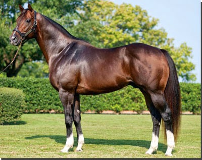 The Coltons Point Times: Greatest Thoroughbred Rivalry - Affirmed ...