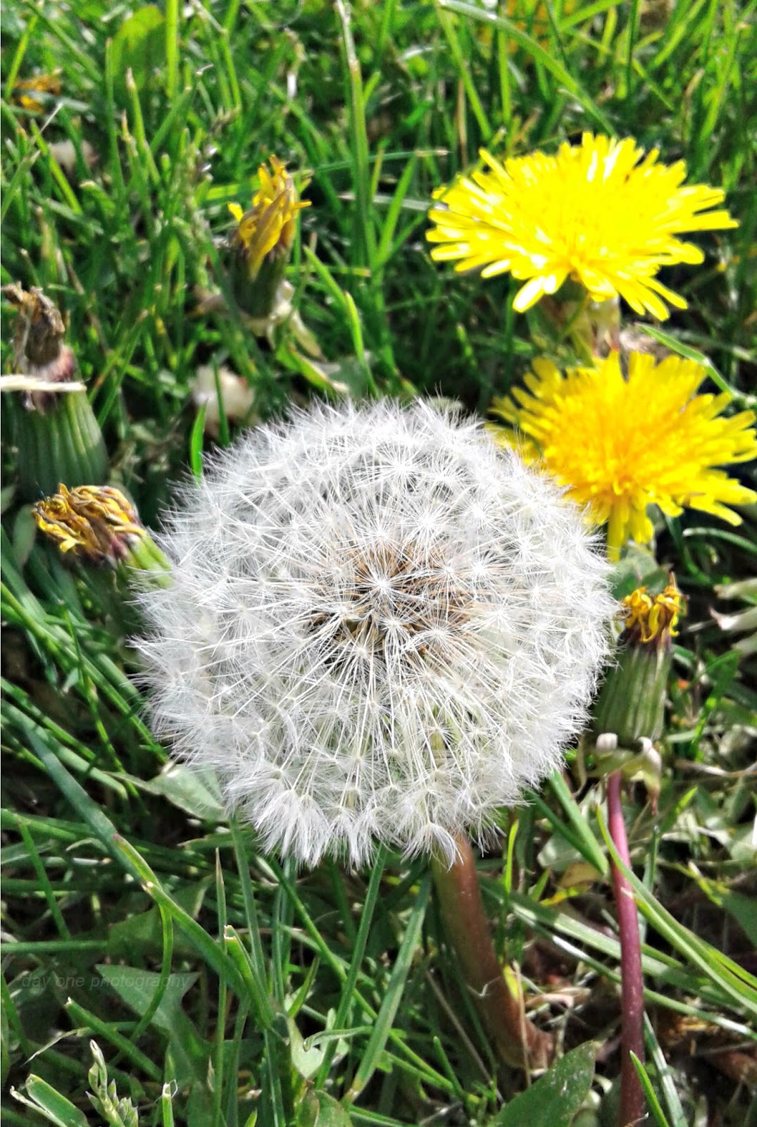 Day One Photography: Stages Of Dandelion