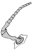 InSeCtOs: TIPOS DE ANTENAS