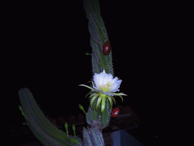 NATUREZA EM FOTOS: FLOR DO MANDACARU