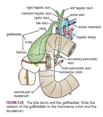 Human Medecine: Duodenum- Duodenal Relations-The first part of the ...