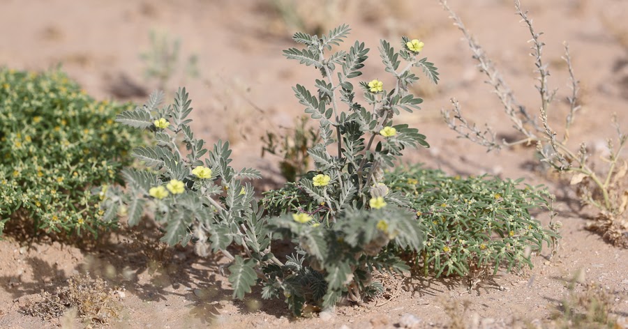 Birds of Saudi Arabia: Tribulus pentandrus - Haradh