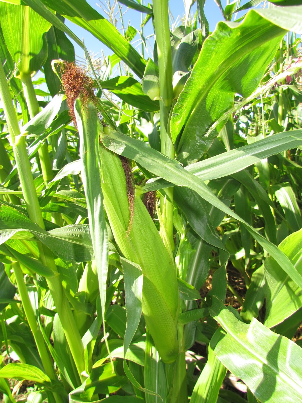 Medicine Gardens Diary: Update: Mandan Bride Flour Corn