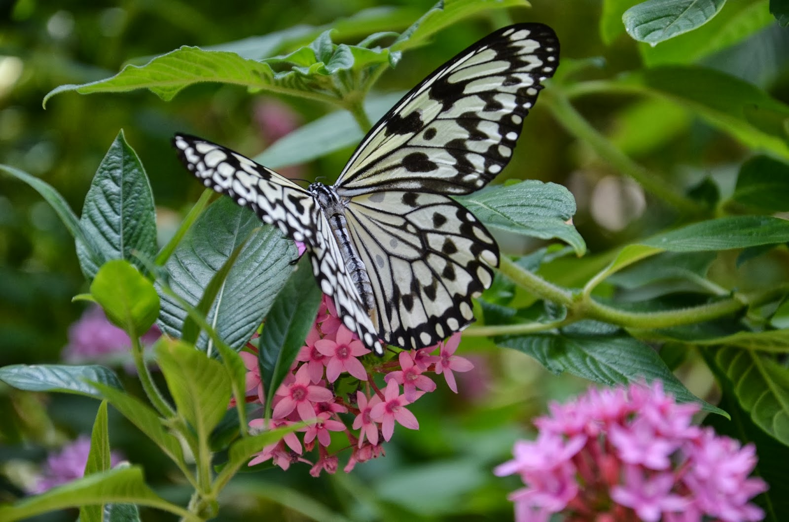 aga&terry: fair park 2