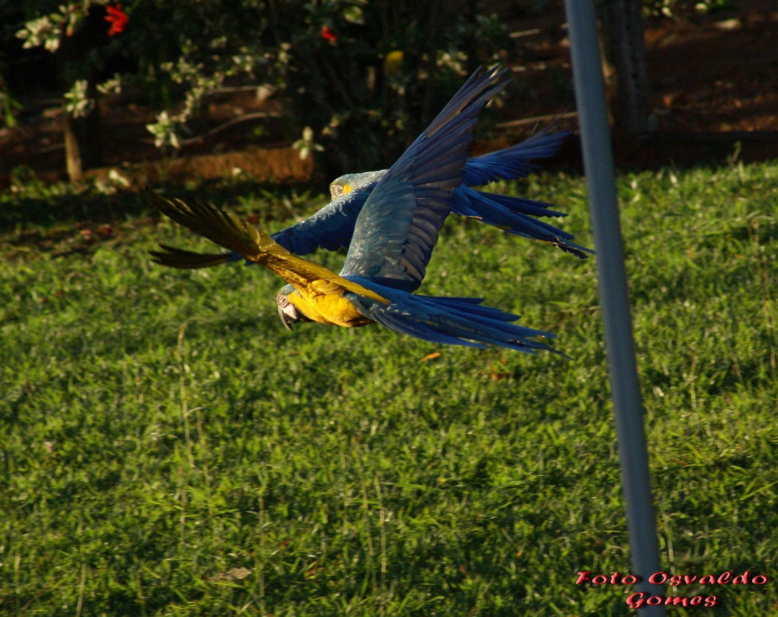 Álbum de Fotos: Fotos de passaros