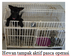drh. Dewi Murni: OPERASI ENTEROTOMI PADA ANJING “Item”