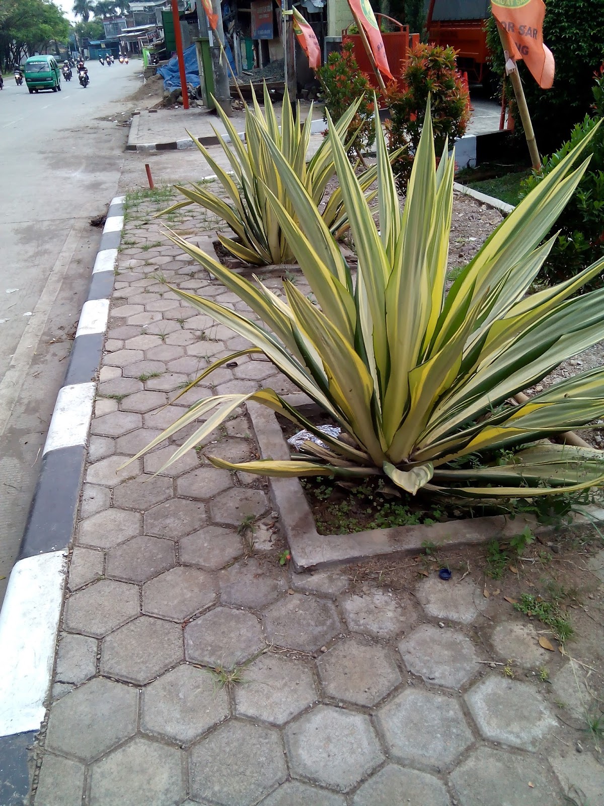 Foto Tanaman Hias Bunga Lidah Mertua | Katabah Komarudin Tasdik Foto Tanaman Hias Bunga Lidah Mertua | Katabah Komarudin Tasdik