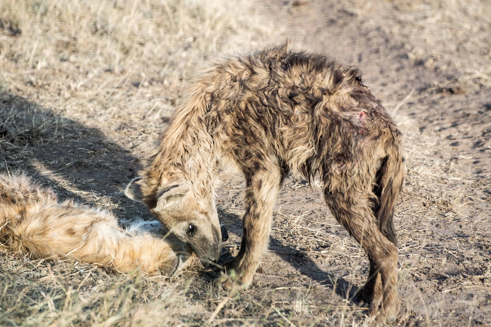 Notes From Kenya: MSU Hyena Research: Life and Death in the Happy Zebra ...