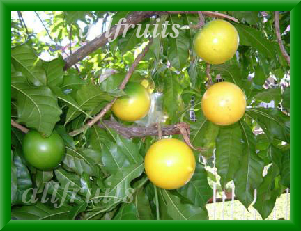 All Fruits in the World: Abiu Fruit [ emperor's golden fruit ]