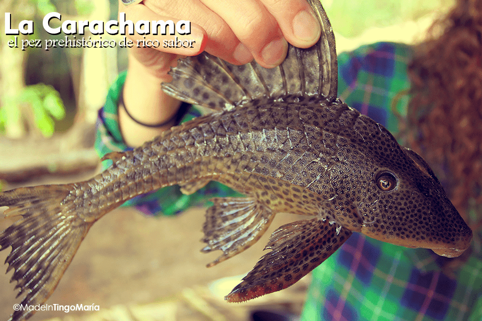 La Carachama el pez prehistórico de rico sabor - Made In Tingo María