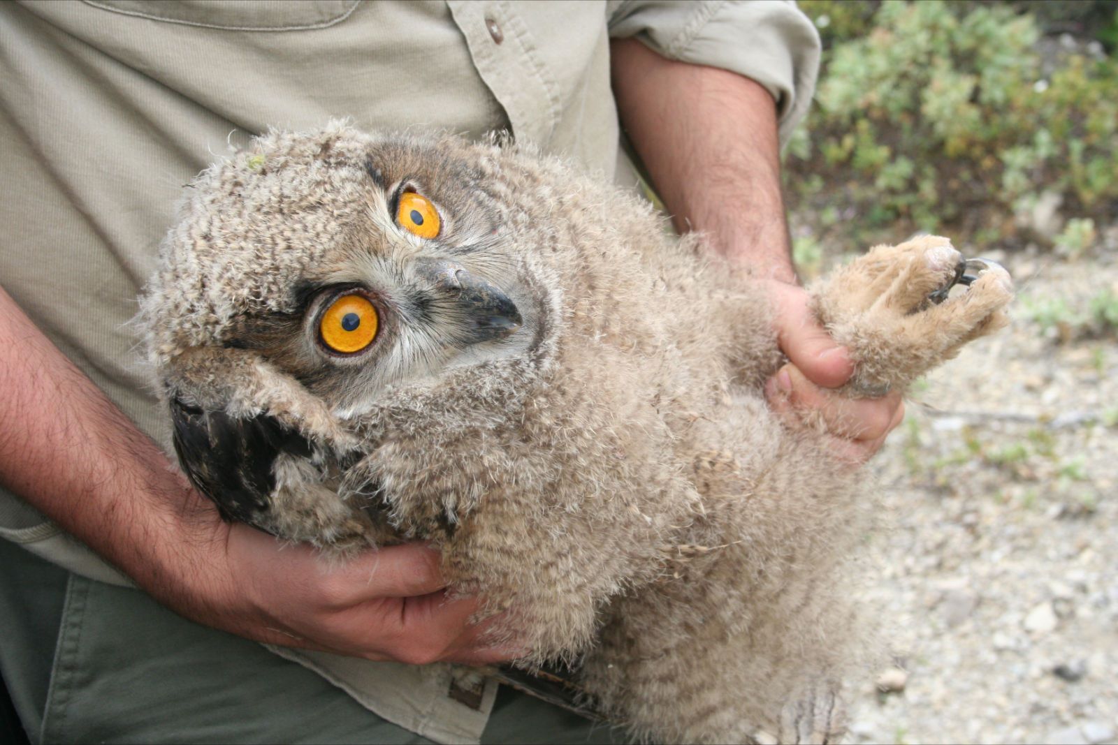 Naturaleza y ornitología: El búho real (Bubo bubo) y su reproducción