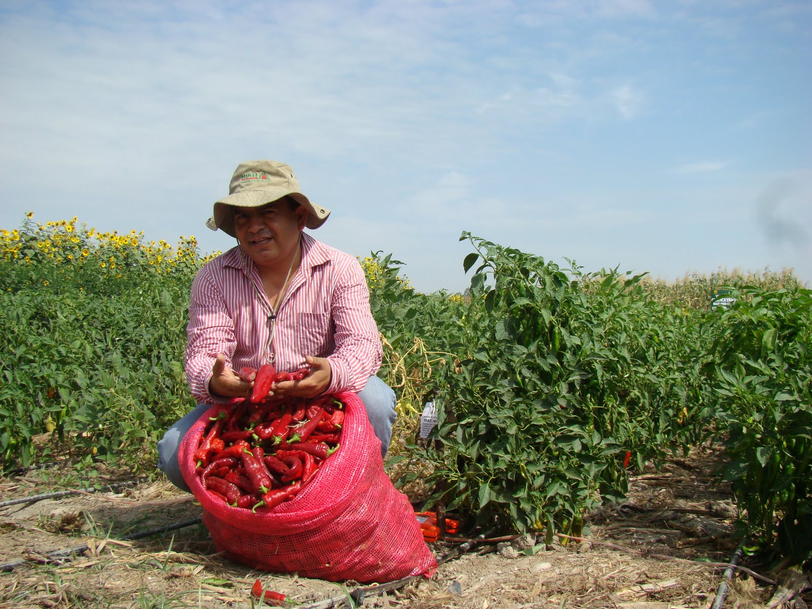 Exportaciones Peruanas de Páprika