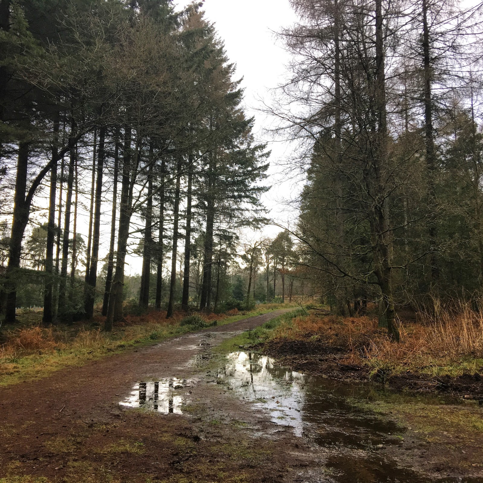 Out4aduck - A record of my birding year: Around Gloucester birding